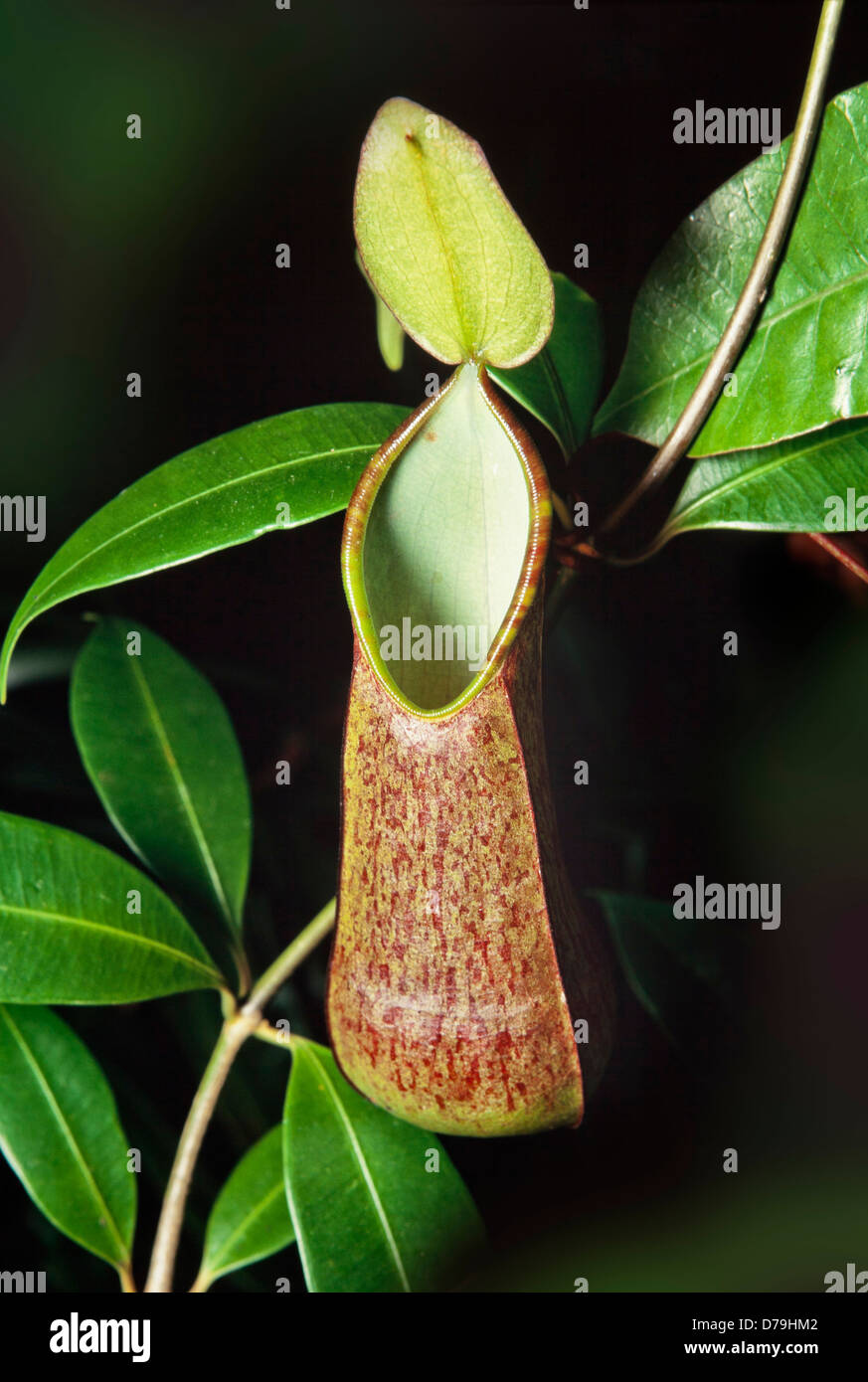 Pitcher-Plant, Nepenthes sp. Kinabalu National Park, Sabah, East ...
