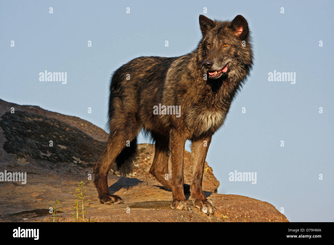 Gray wolf (Canis lupus Stock Photo - Alamy