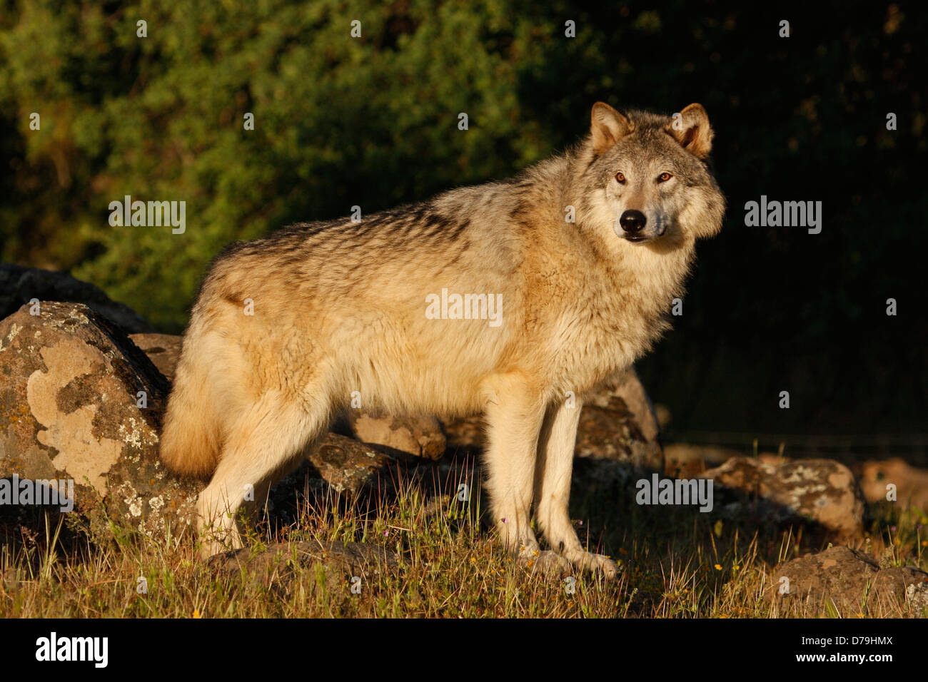 Gray wolf (Canis lupus Stock Photo - Alamy