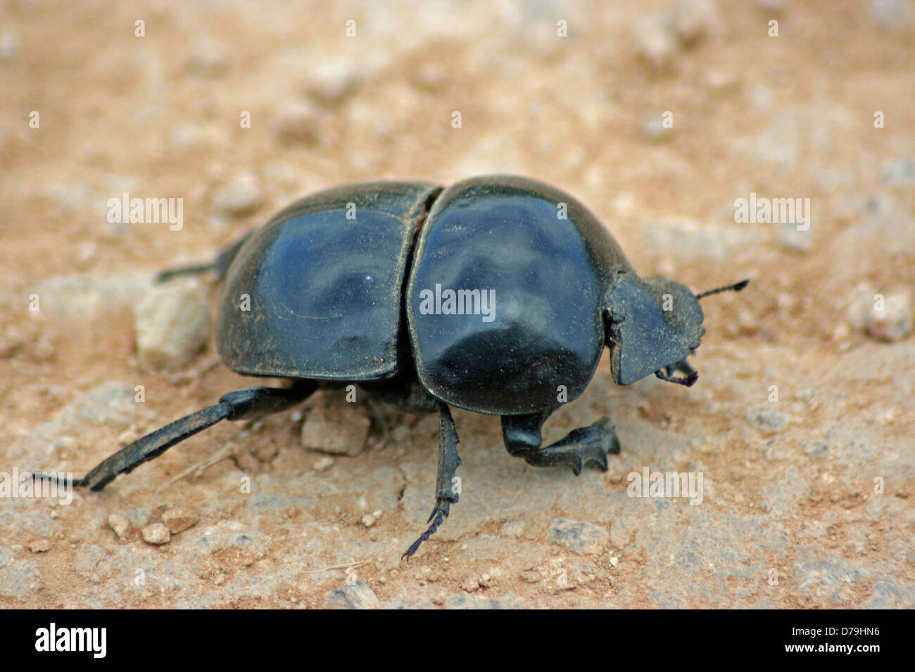 Dung Beetle Scarabaeus Sacer High Resolution Stock Photography and ...