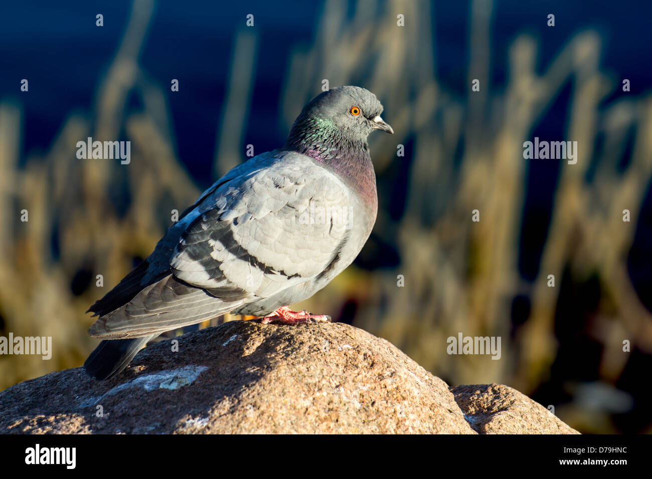 Dove flying into sunlight hi-res stock photography and images - Alamy