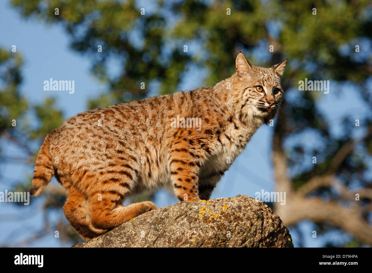 Bobcat (Lynx rufus Stock Photo - Alamy