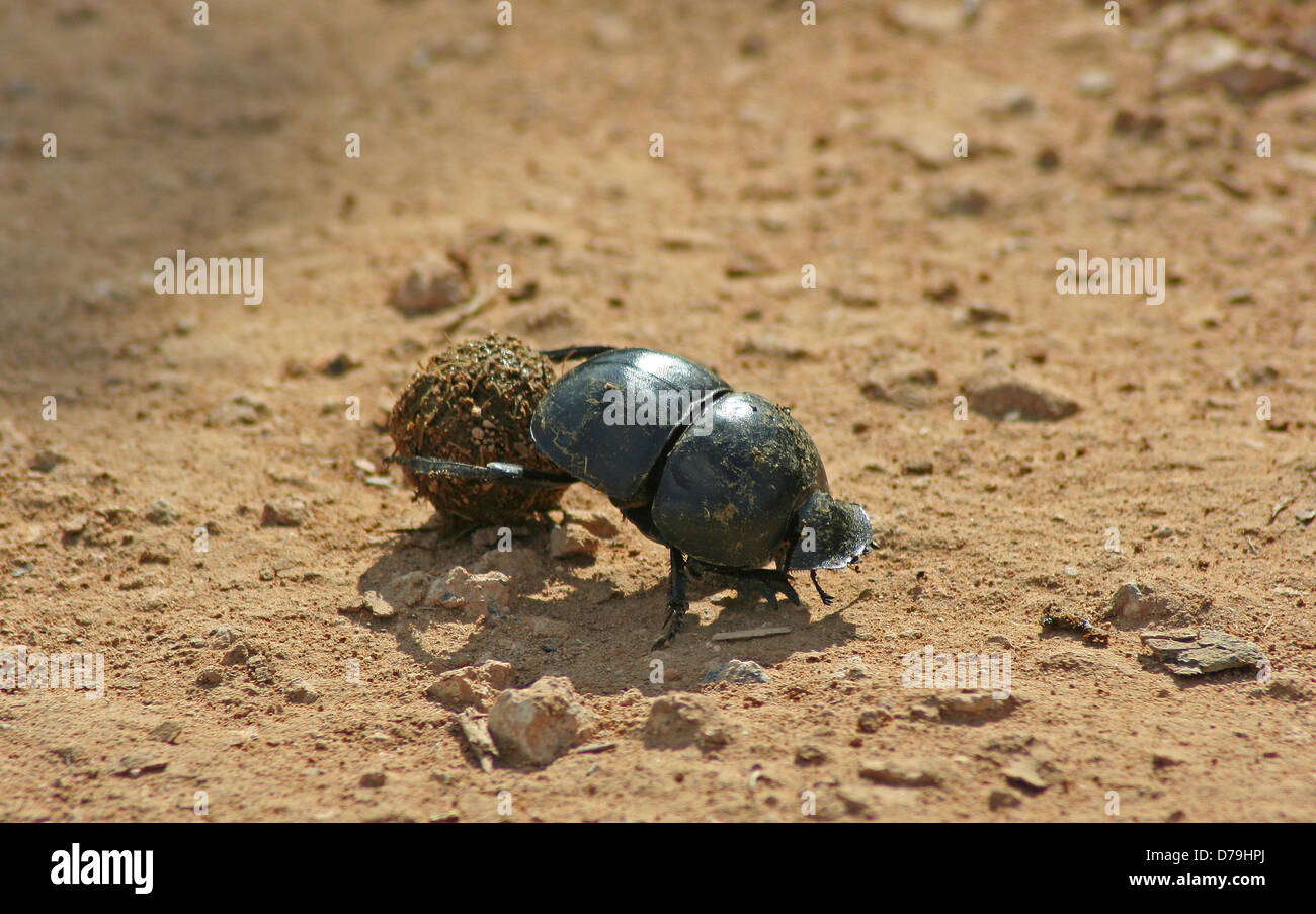 Dung beetle (scarabaeus sacer) hi-res stock photography and images - Alamy