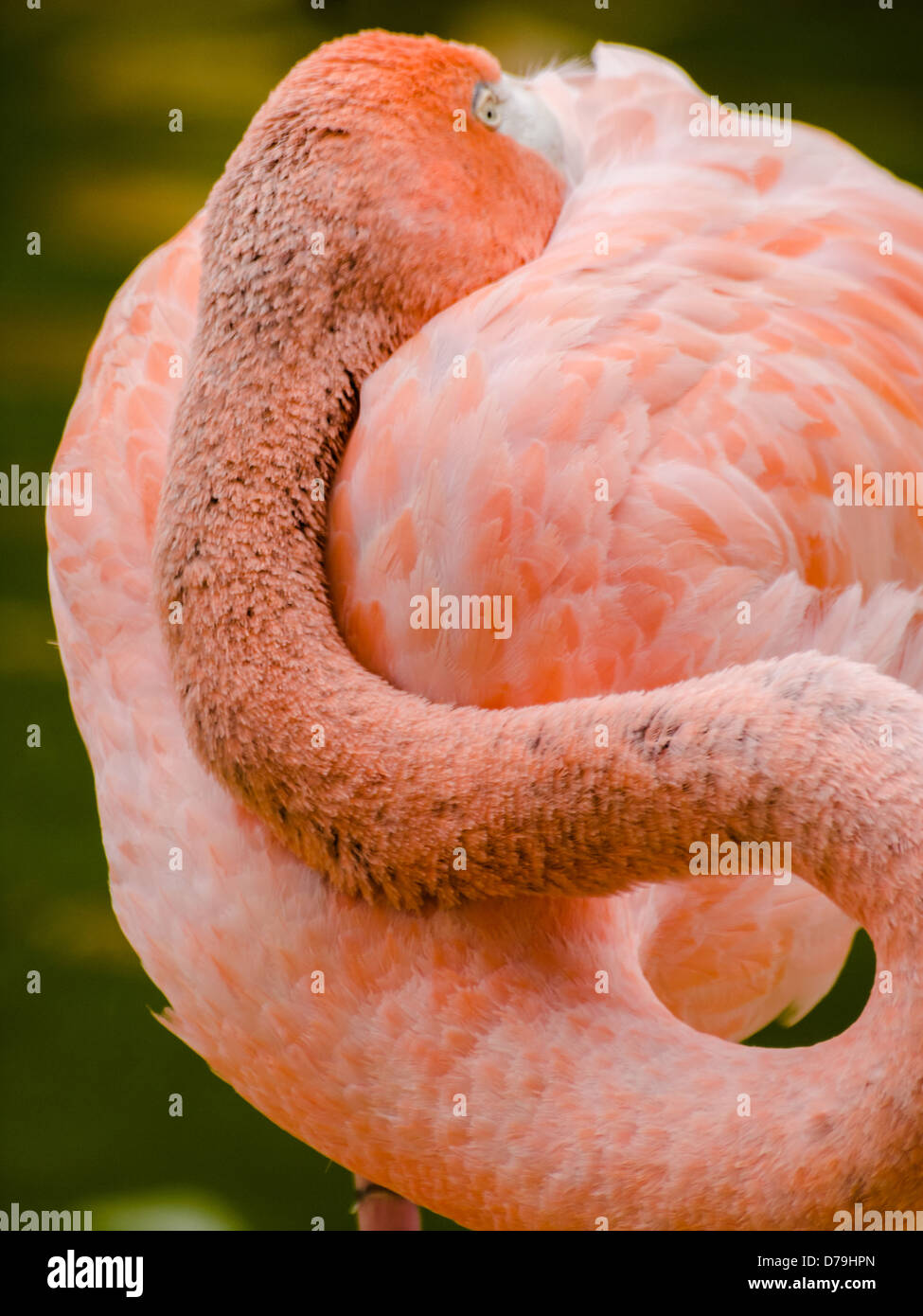 Stock photo of a resting flamingo in portrait format Stock Photo - Alamy