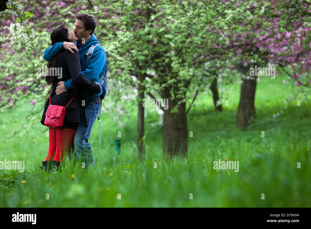 Couple in love kiss under cherry tree blooming hi-res stock photography ...