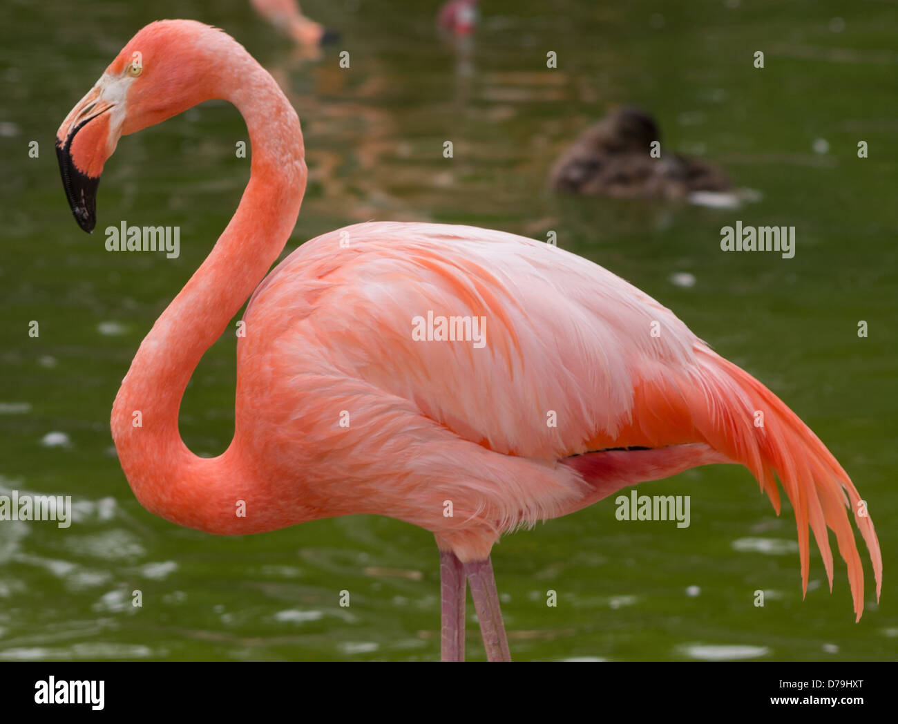 Stock photo of a flamingo in profile, in landscape format Stock Photo ...