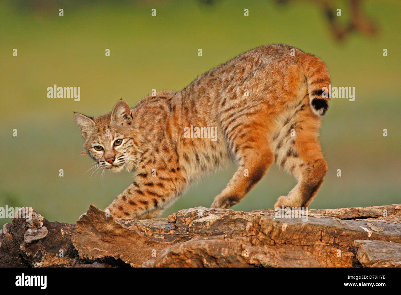 Bobcat (Lynx rufus Stock Photo - Alamy