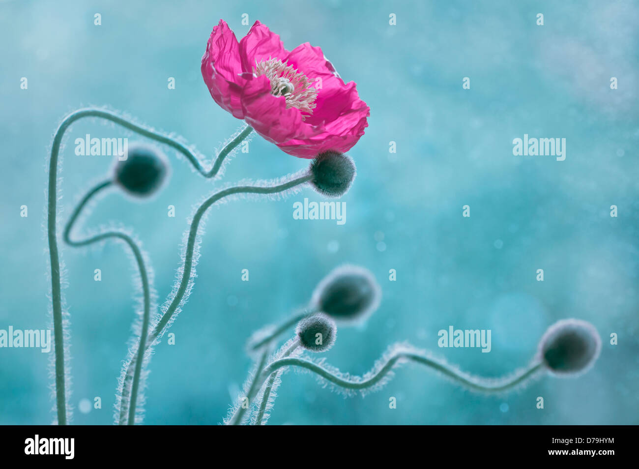 Papaver cultivar single open flower hi-res stock photography and images ...