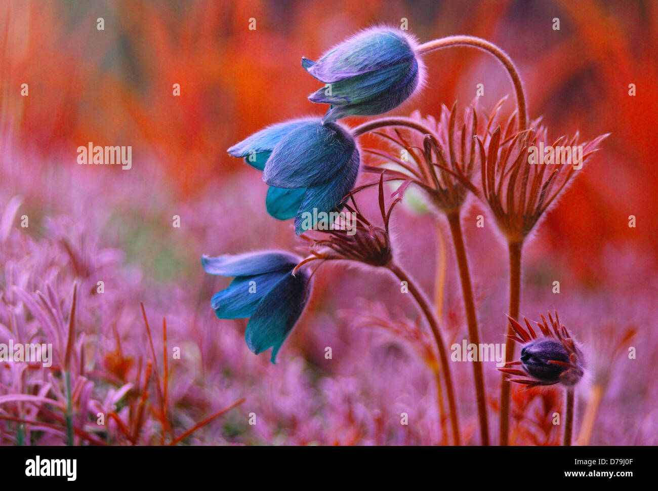 Cup shaped flowers hi-res stock photography and images - Alamy