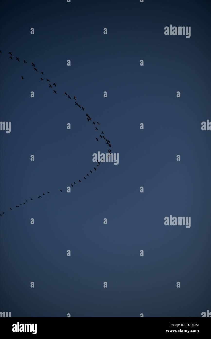 Bird flock is flying in V shape Stock Photo - Alamy