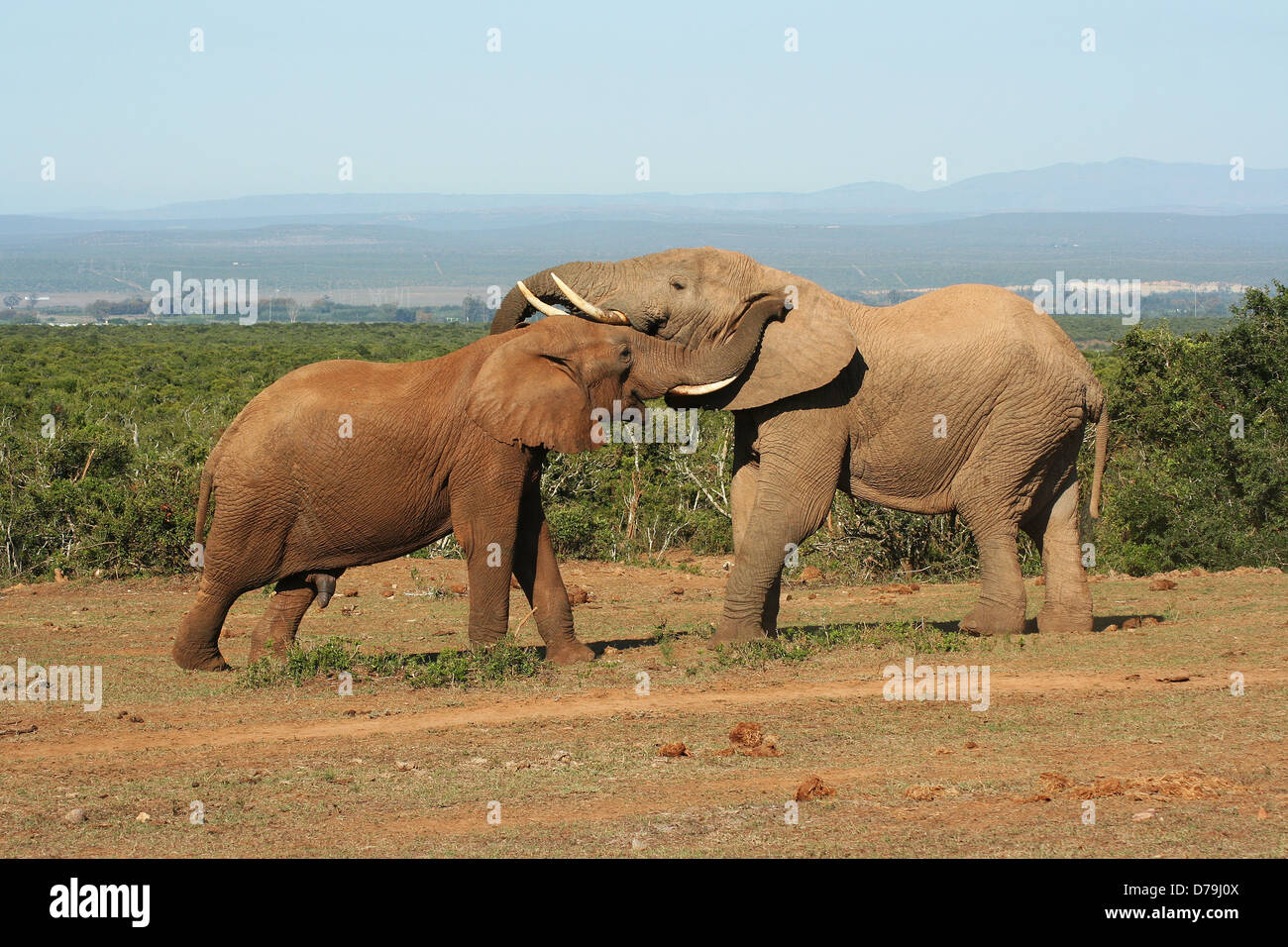 Elephants fighting hi-res stock photography and images - Alamy