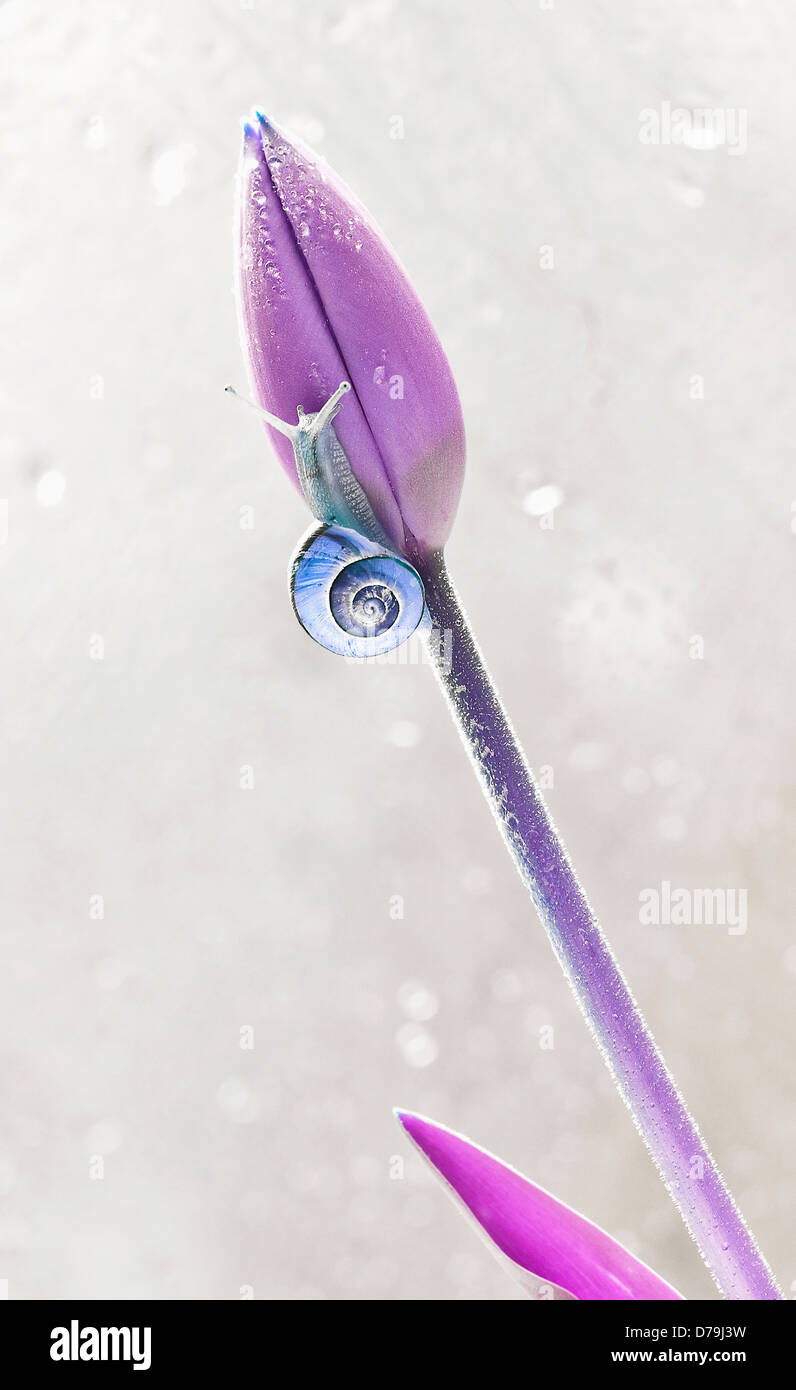 Snail on closed flower of purple Tulip cultivar, Tulipa, with ...