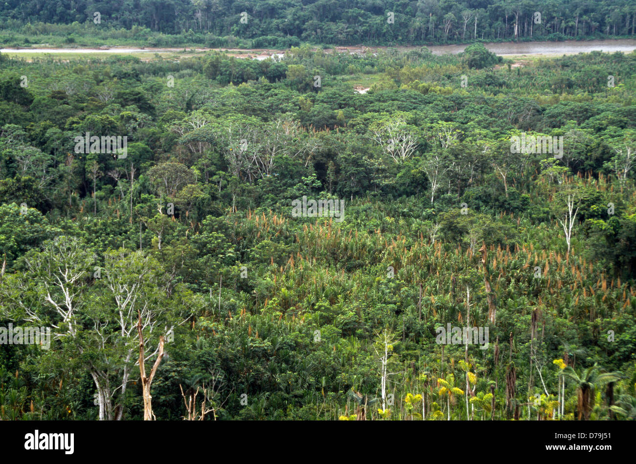 Madidi National Park Bolivia Amazon Jungle & Trichi River Stock Photo ...