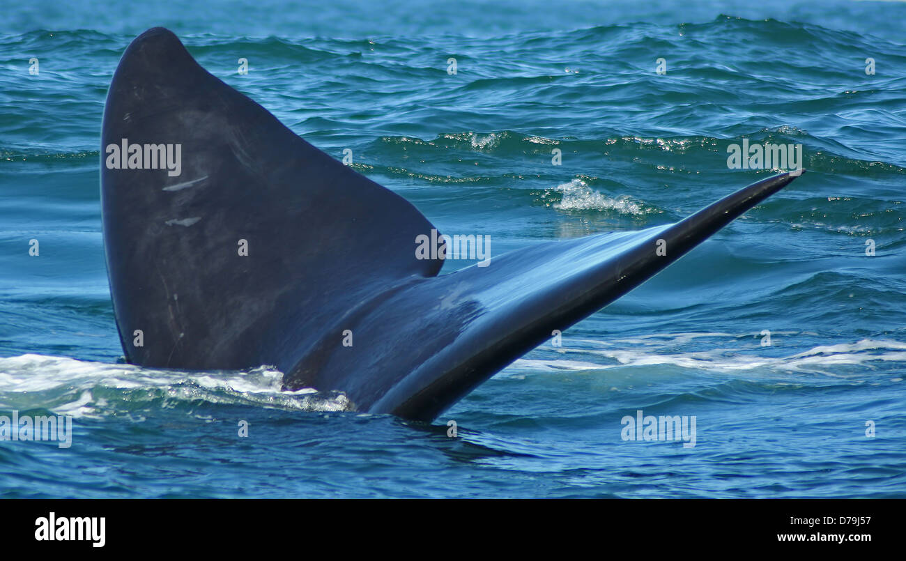 Wale hi-res stock photography and images - Alamy