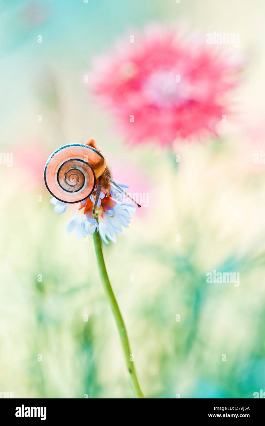Chinese primrose hi-res stock photography and images - Alamy