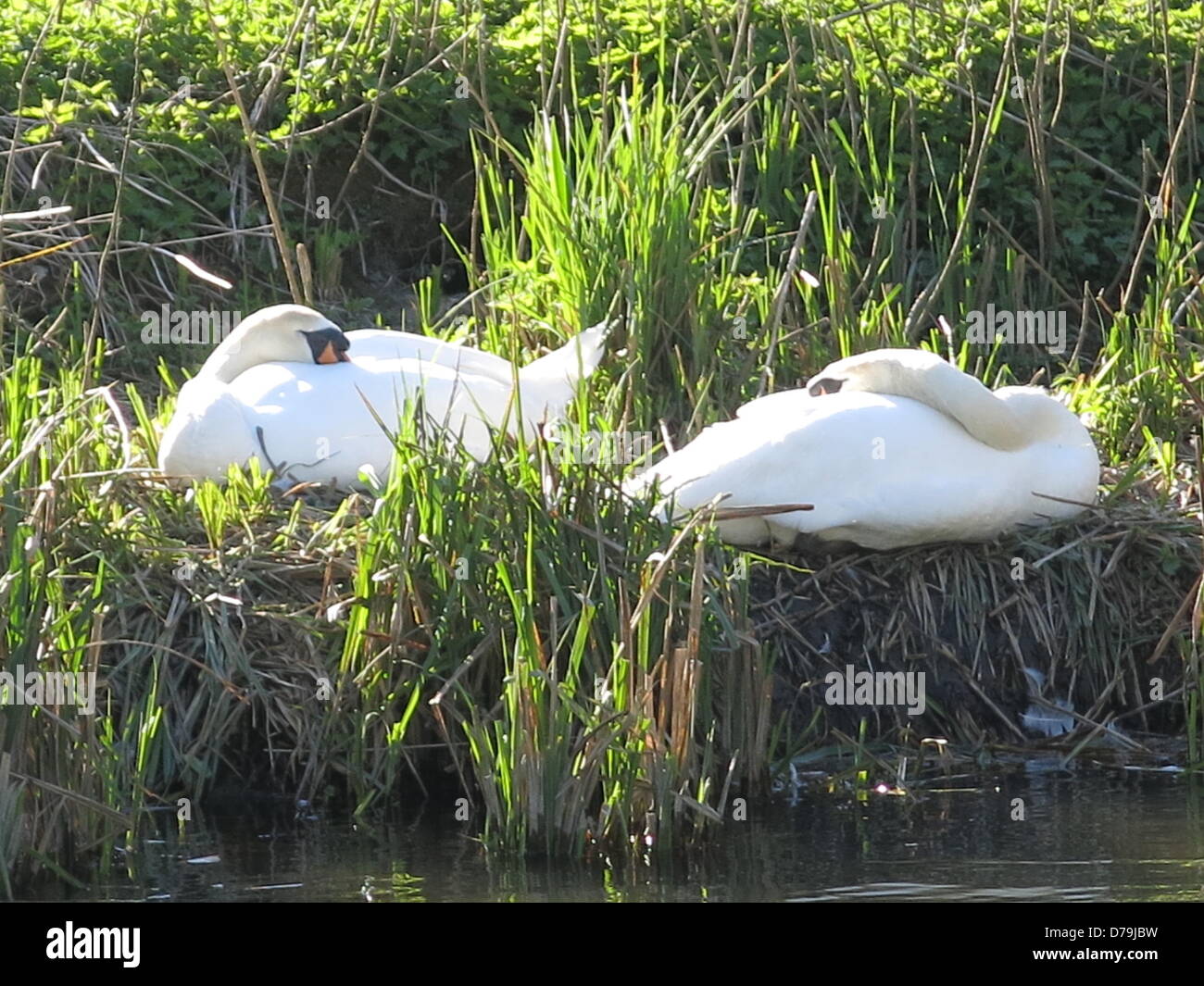 Reading swan hi-res stock photography and images - Alamy