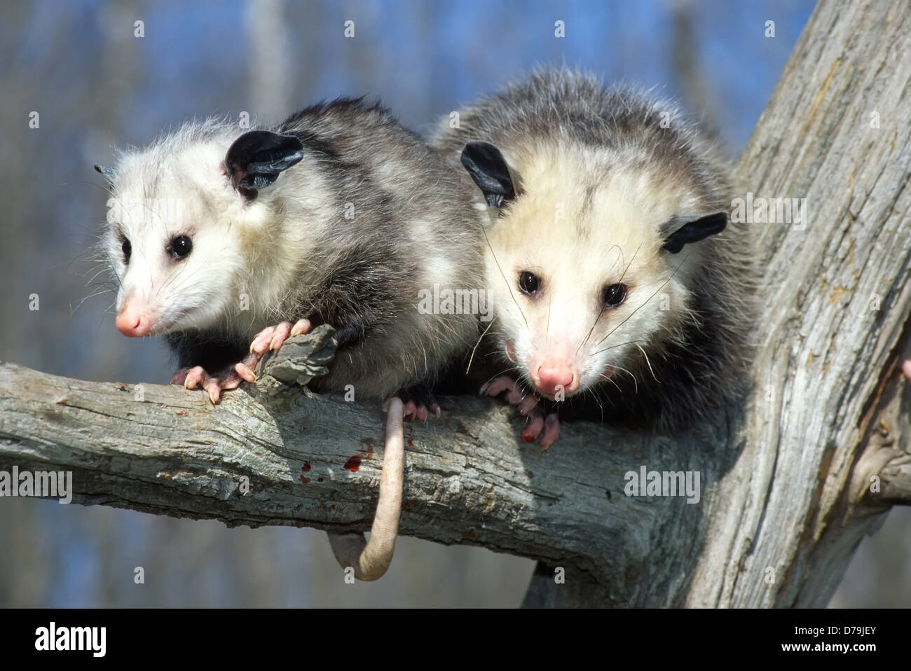 Didelphis Marsupialis