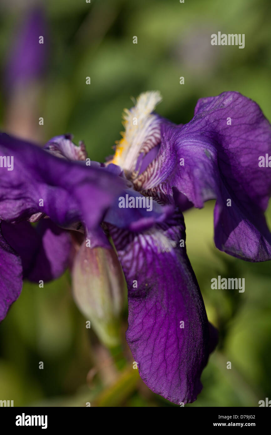 Beautiful blossom of magnificent purple iris Germanica in a quiet ...