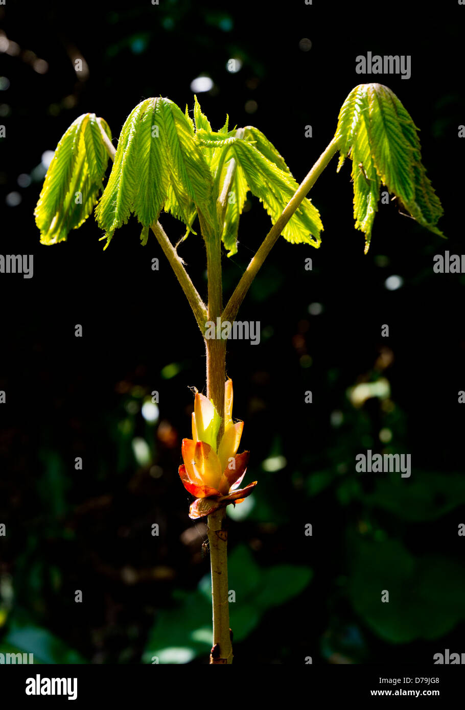 Sapling highlighted by a ray of sunshine Stock Photo - Alamy