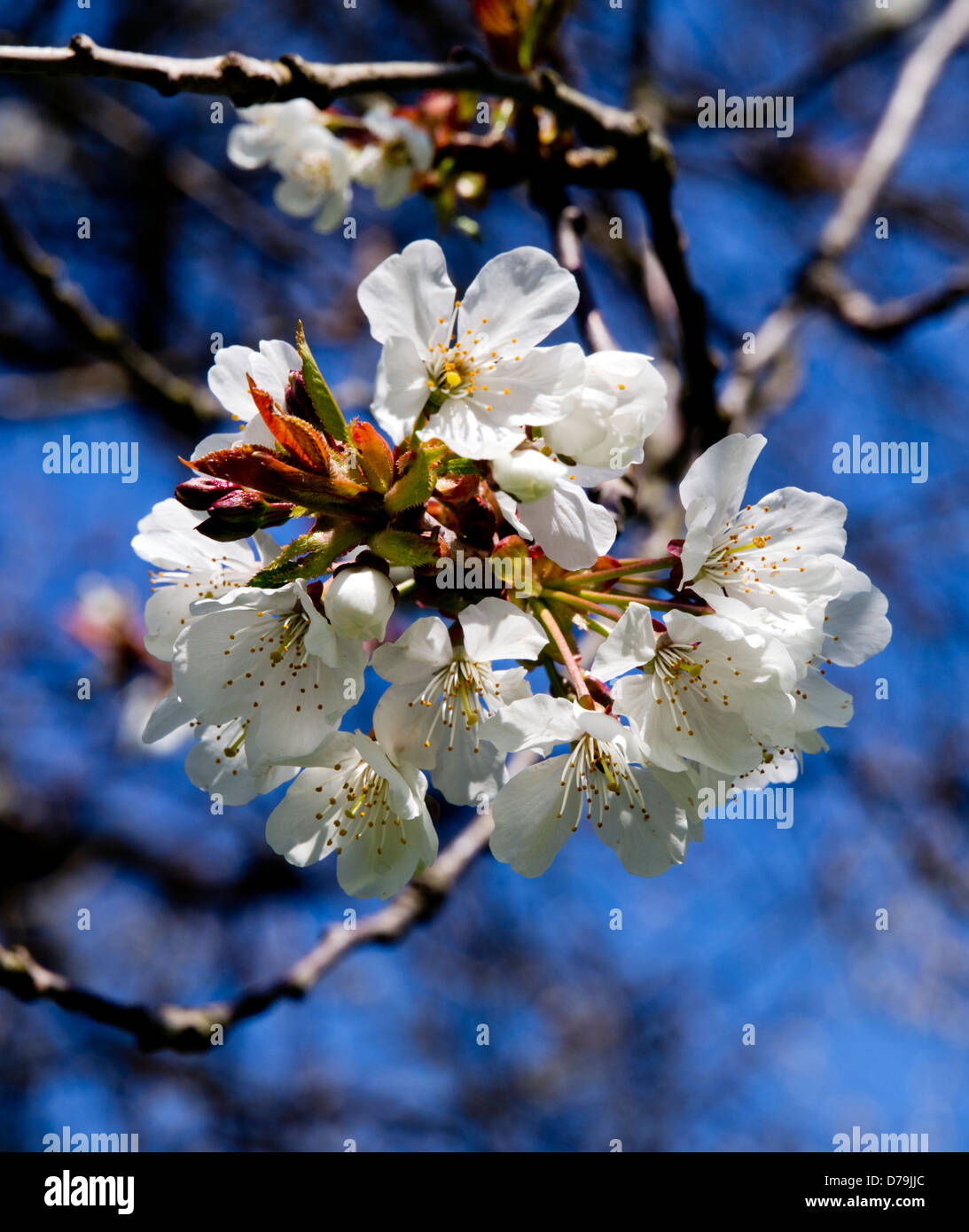Blossom on a tree - May Day Stock Photo - Alamy