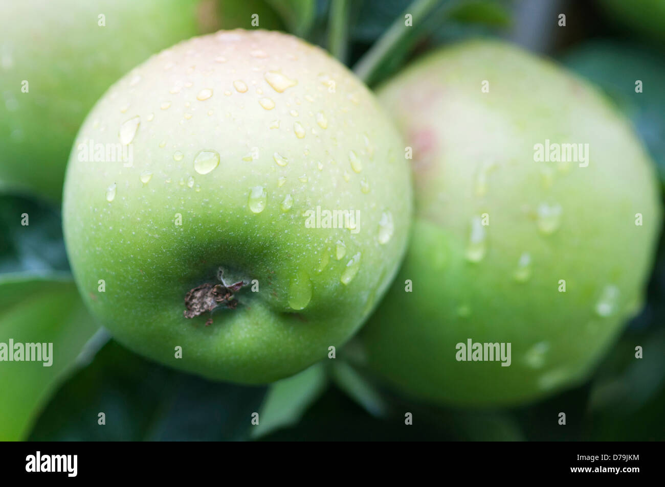 Apples, Malus domestica 'Blenheim Orange', growing on tree with ...
