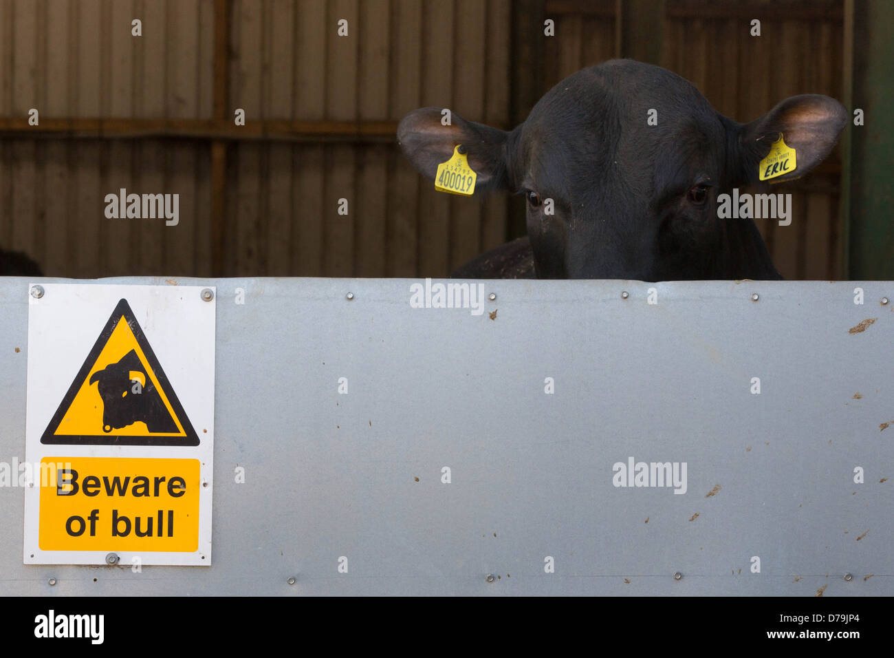 Beware Bull Warning Sign On High Resolution Stock Photography and ...