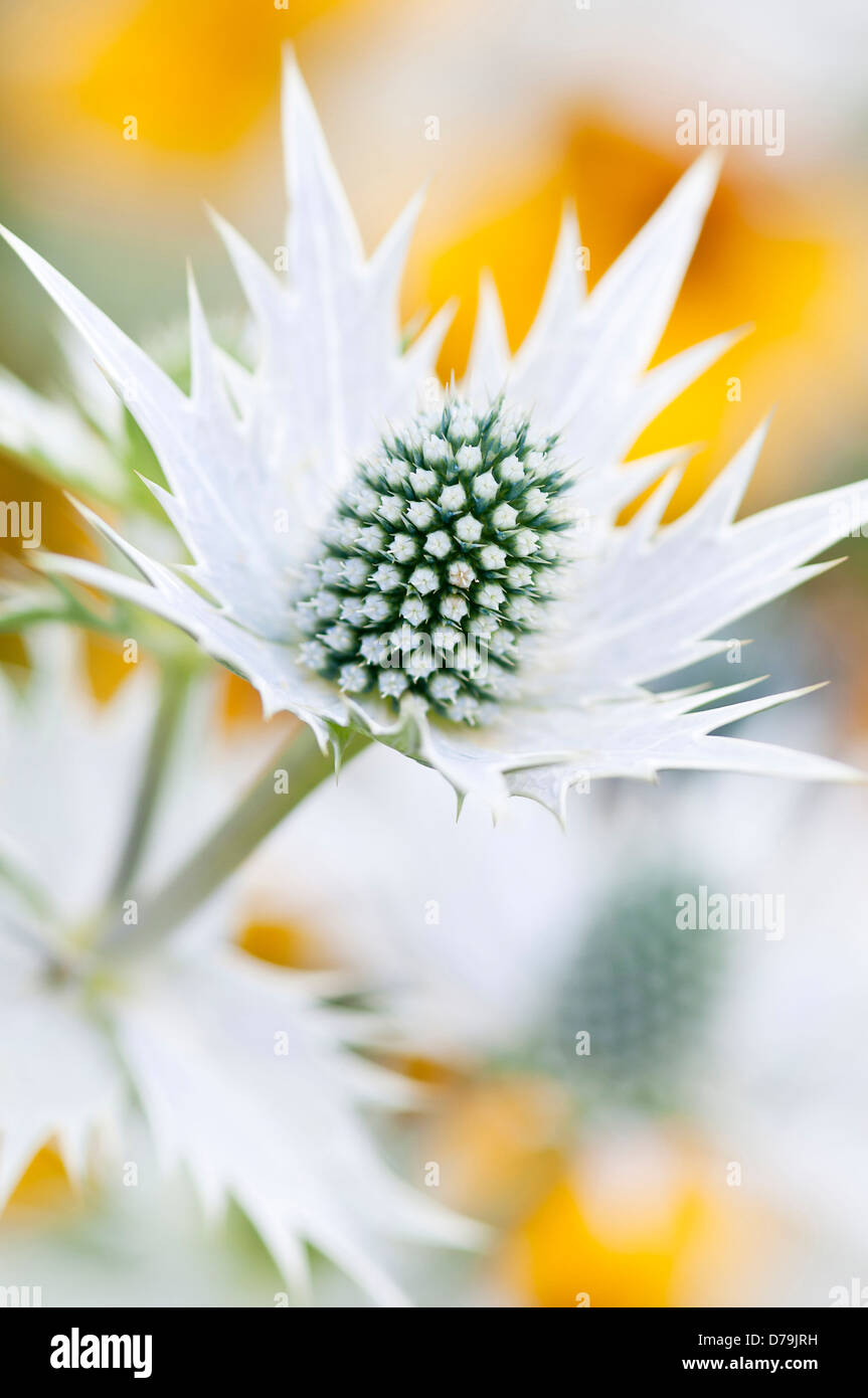 Conical flower head of Giant Sea holly, Eryngium giganteum, 'Miss ...