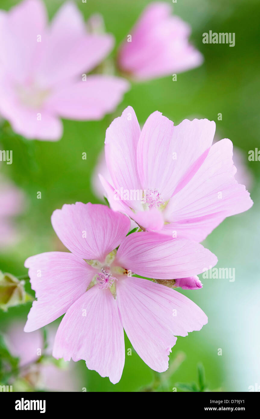Kashmir mallow, Lavatera cachemiriana. Delicate pale pink flowers Stock ...