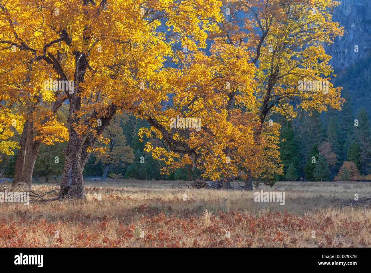 Black oak tree hi-res stock photography and images - Alamy