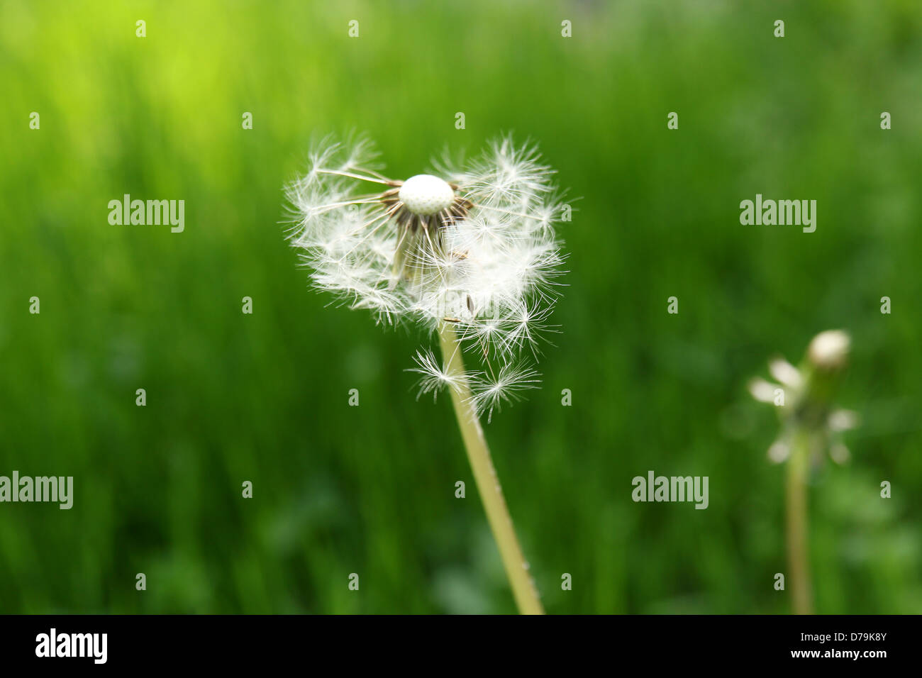 dandelion in green field Stock Photo - Alamy