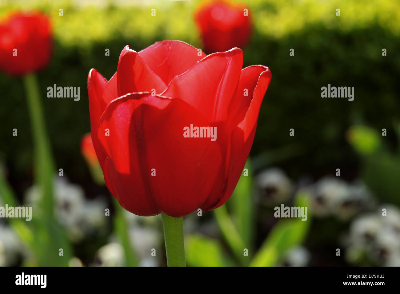 closeup of red tulip Stock Photo - Alamy