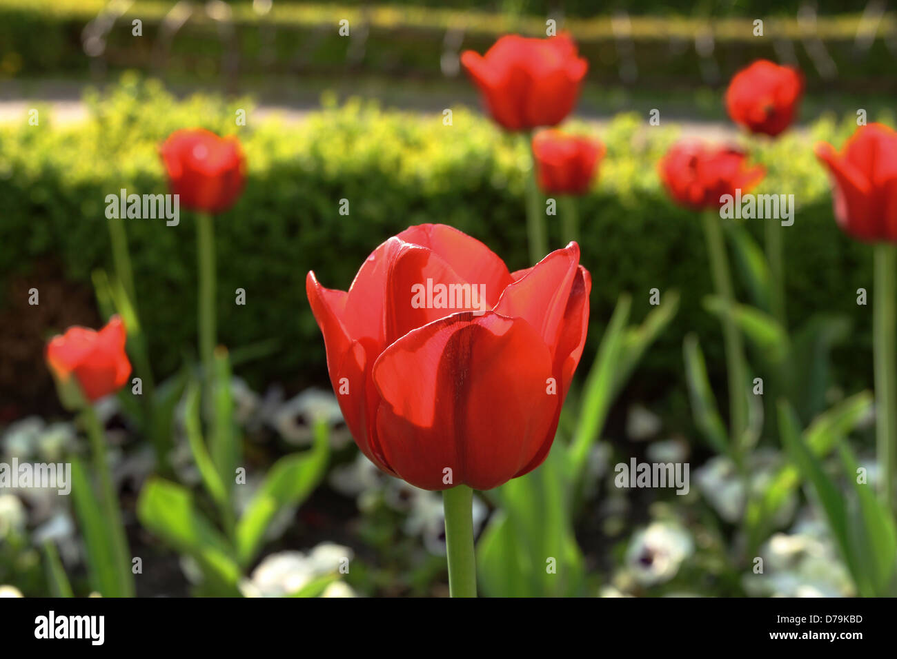 The horned tulip hi-res stock photography and images - Alamy