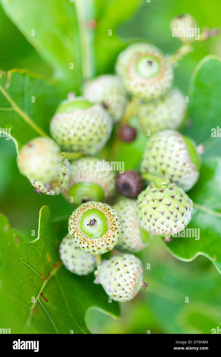 Acorn oak tree hi-res stock photography and images - Alamy
