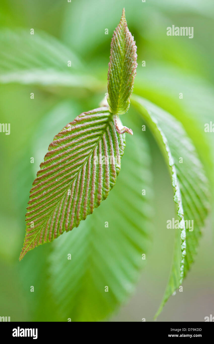 Young deciduous tree in spring with new green leaves hi-res stock ...