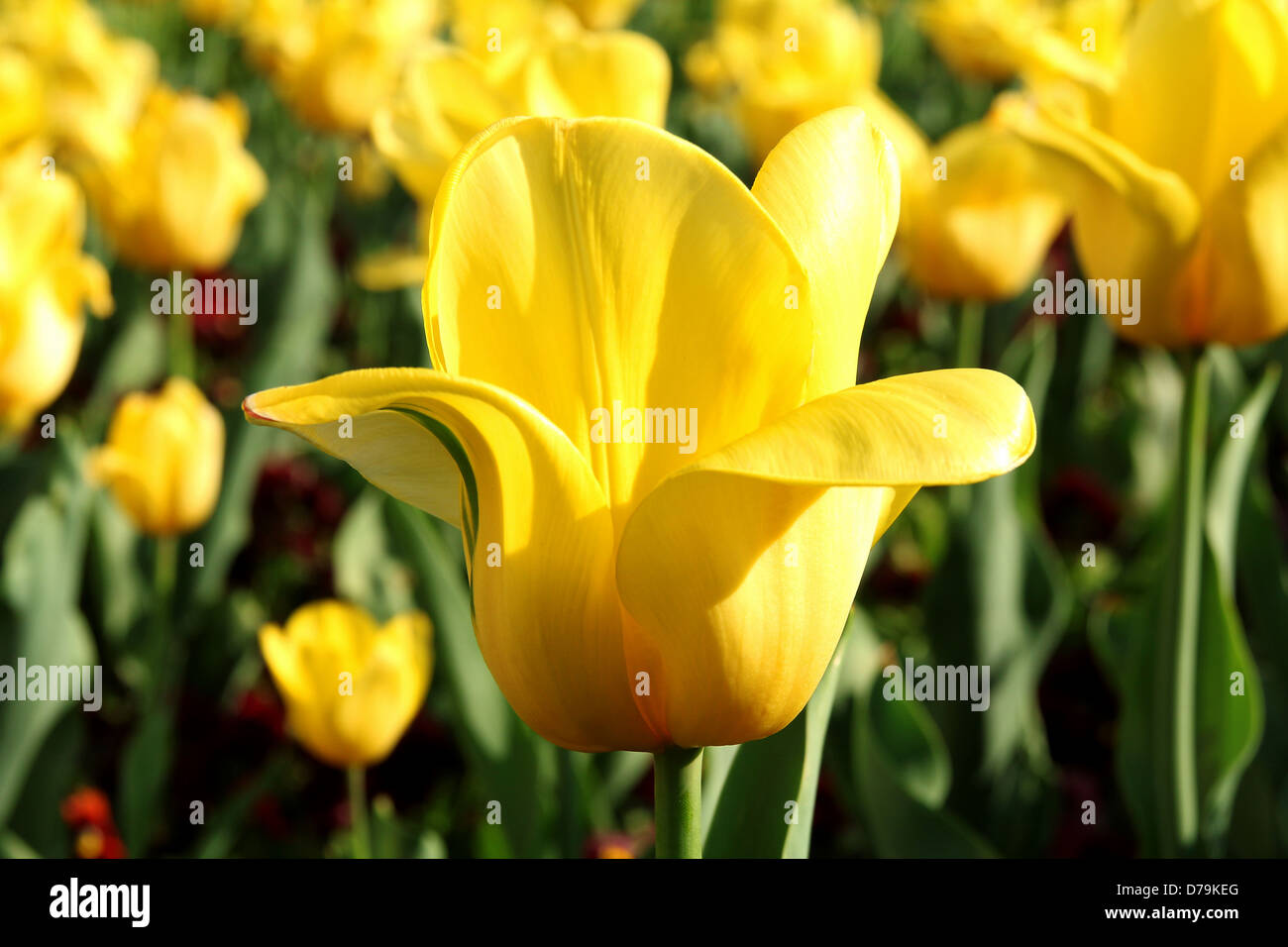 The horned tulip hi-res stock photography and images - Alamy
