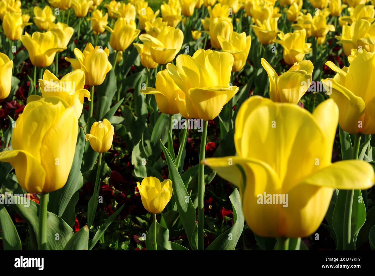 The horned tulip hi-res stock photography and images - Alamy