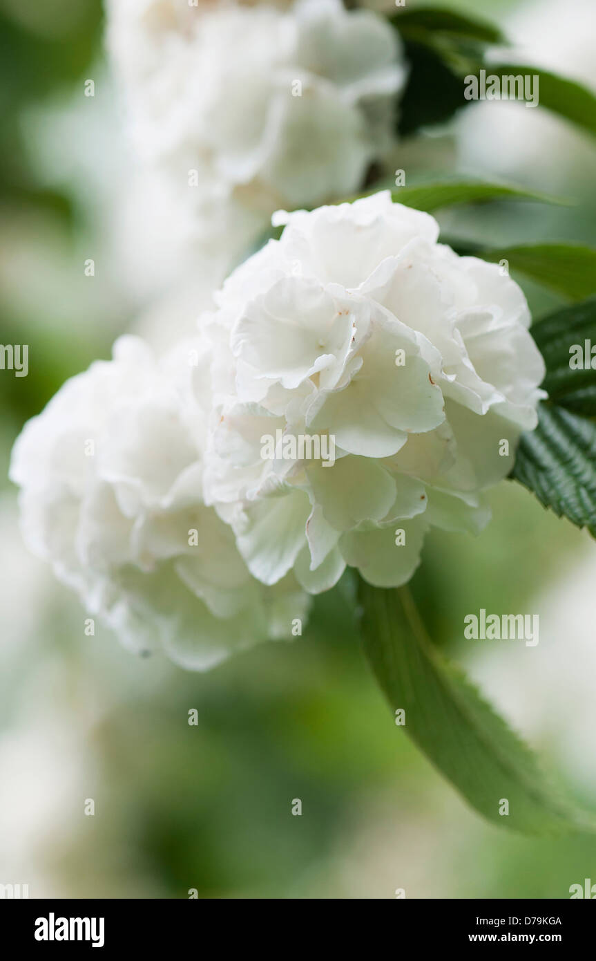 Dense, rounded flower heads of slightly flattened, white flowers of ...