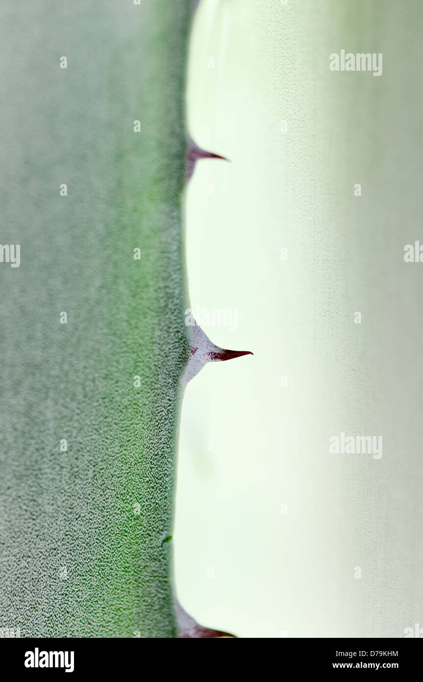 Greece, Detail of sharp spines of Agave cultivar Stock Photo - Alamy