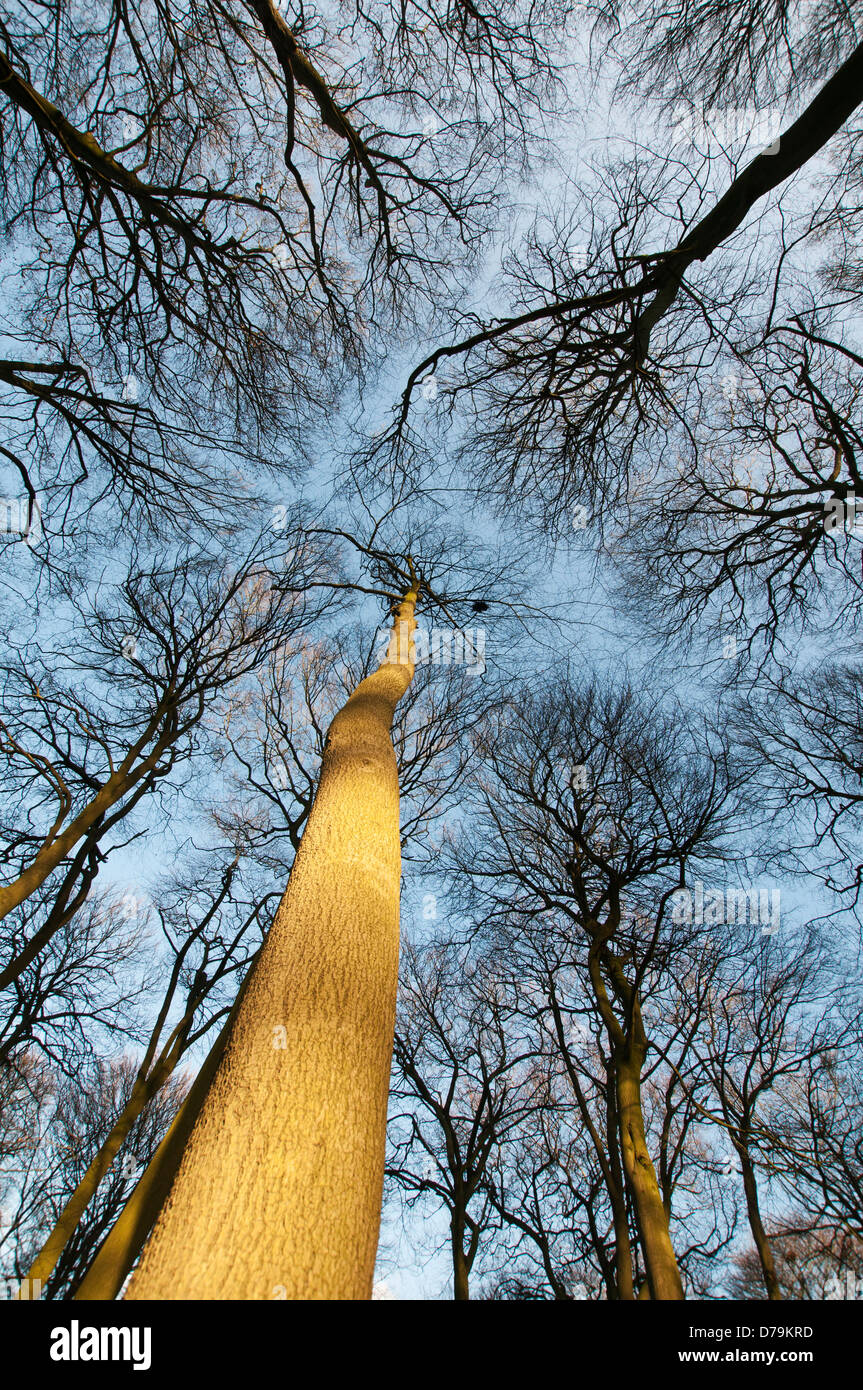 View upwards into bare branches of leafless winter canopy of Beech ...