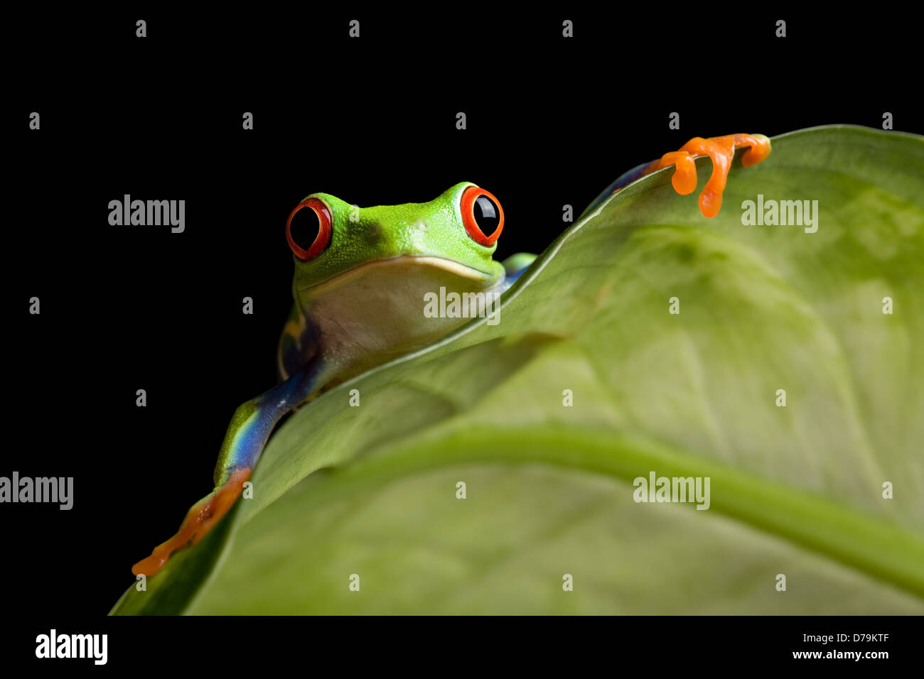 tree frog looking over a leaf, a red-eyed tree frog (Agalychnis ...