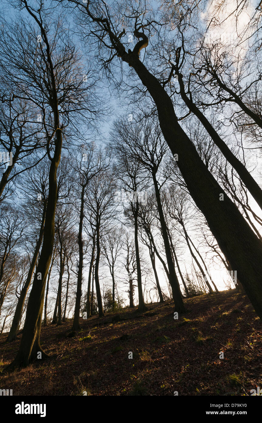 Beech tree silhouette hi-res stock photography and images - Alamy