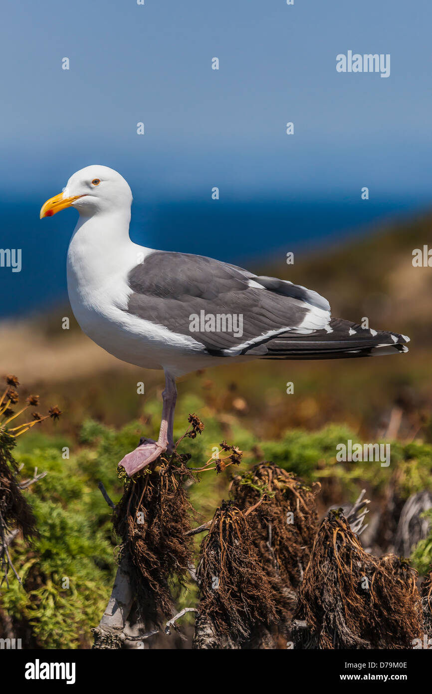 Giant coreopsis hi-res stock photography and images - Alamy
