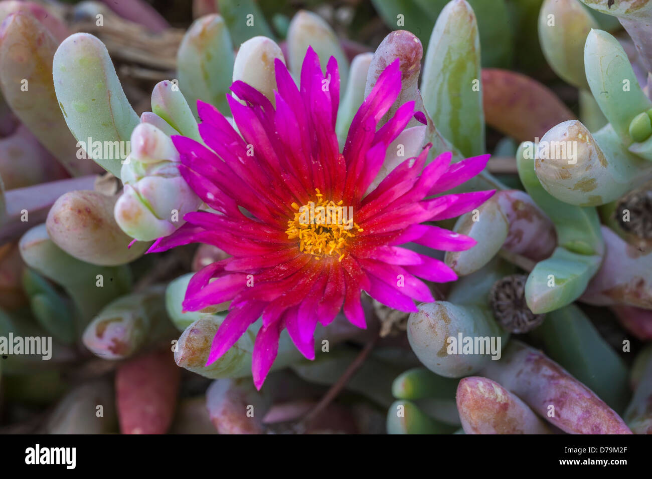 Invasive, but beautiful, Red-flowered Iceplant on Anacapa Island in ...