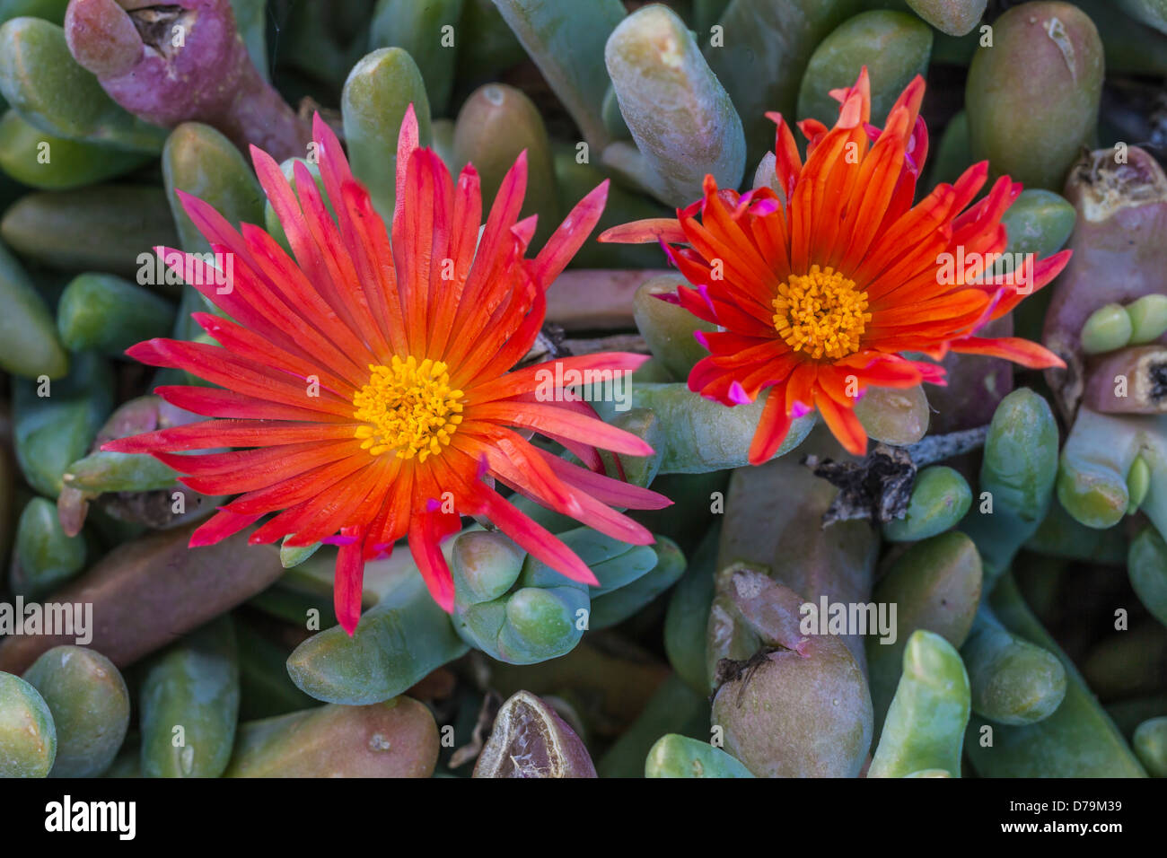 Invasive, but beautiful, Red-flowered Iceplant on Anacapa Island in ...