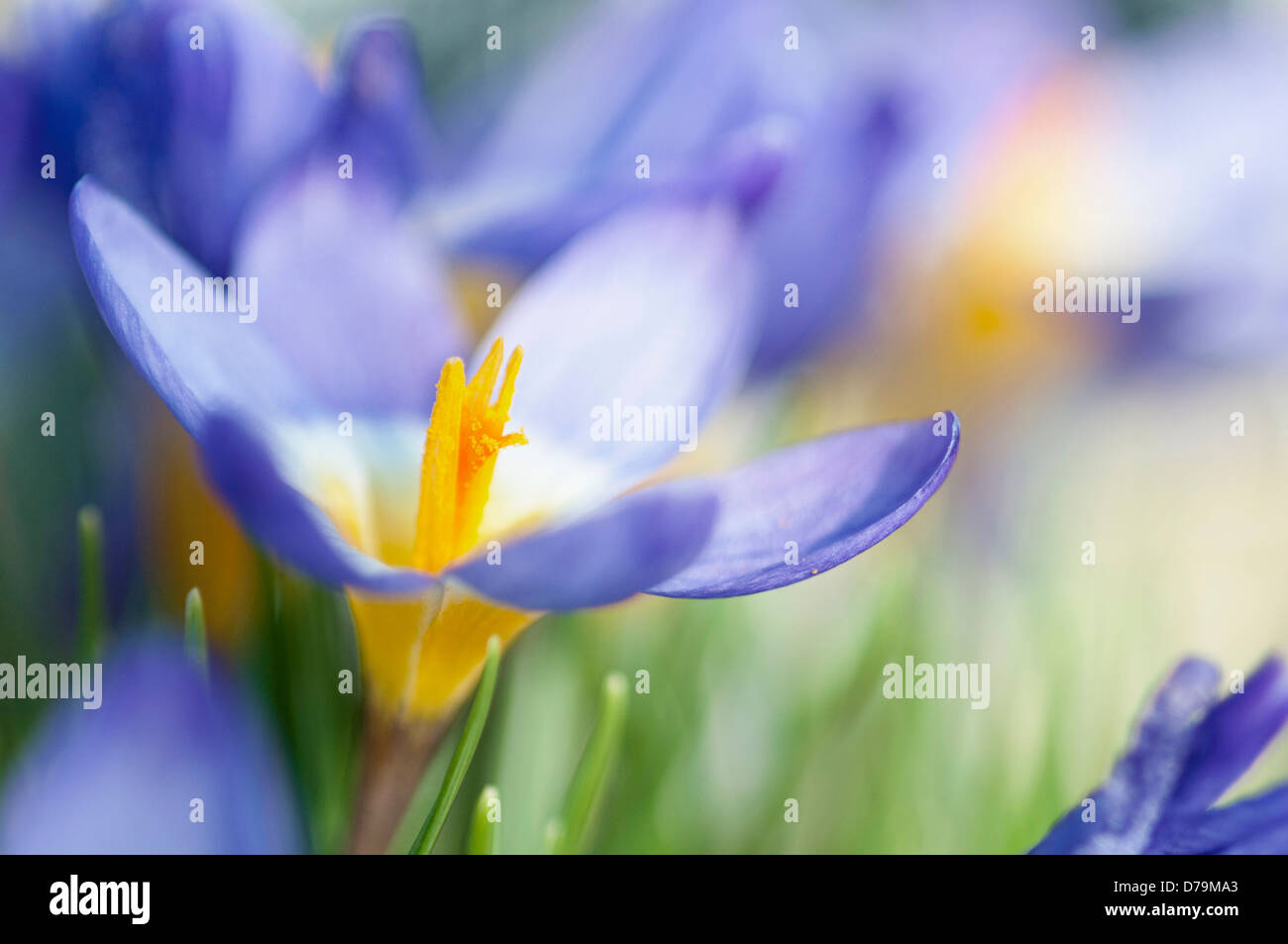 Pale purple flower of Crocus sieberi, Sieber's Crocus, with yellow ...