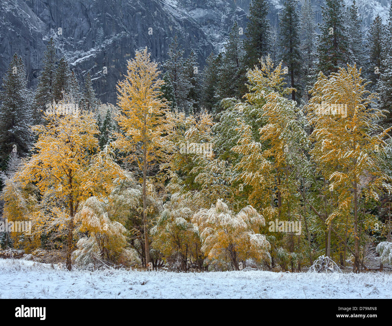 Yosemite National Park, California Trees of El Capitan Meadow showing ...