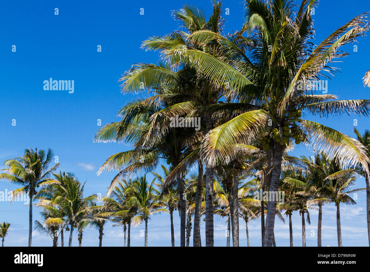 Coconut tree in tropical climate Stock Photo - Alamy