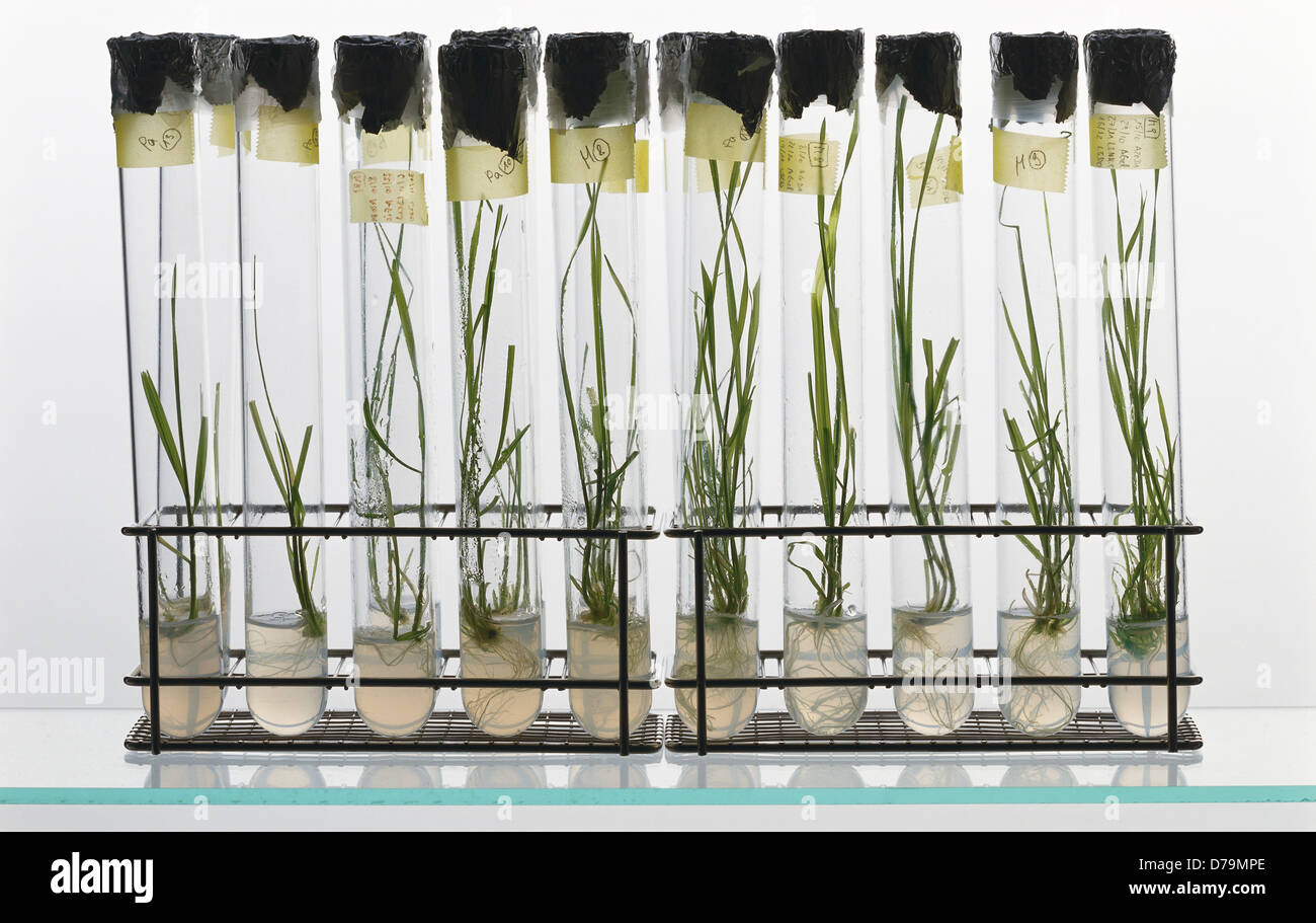 Vitro cultures cereal growing in nutrient solution in test tube Stock ...