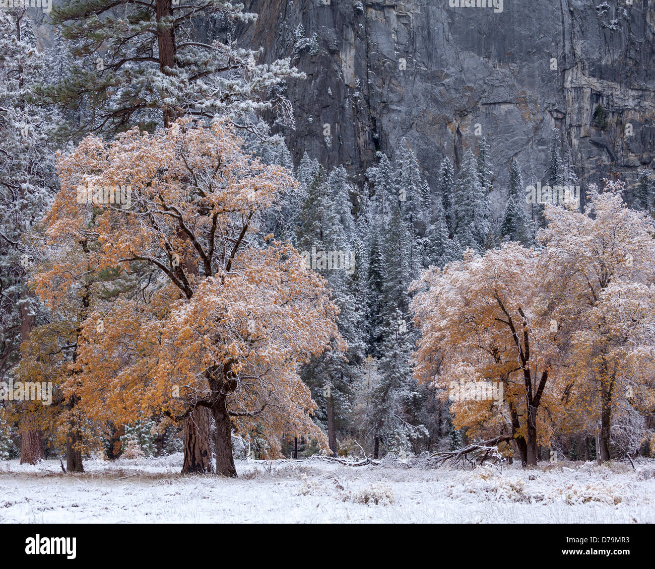Yosemite National Park, California: Trees of El Capitan Meadow showing ...