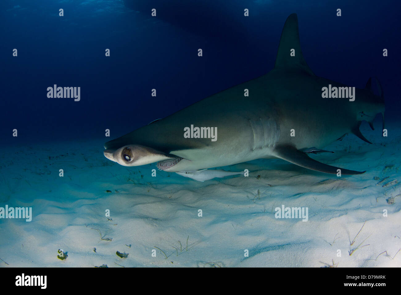 Great hammerhead shark coral reef hi-res stock photography and images ...